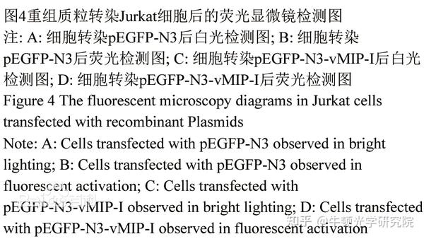 【细胞解读系列】揭开Jurkat细胞的神秘面纱 - 知乎