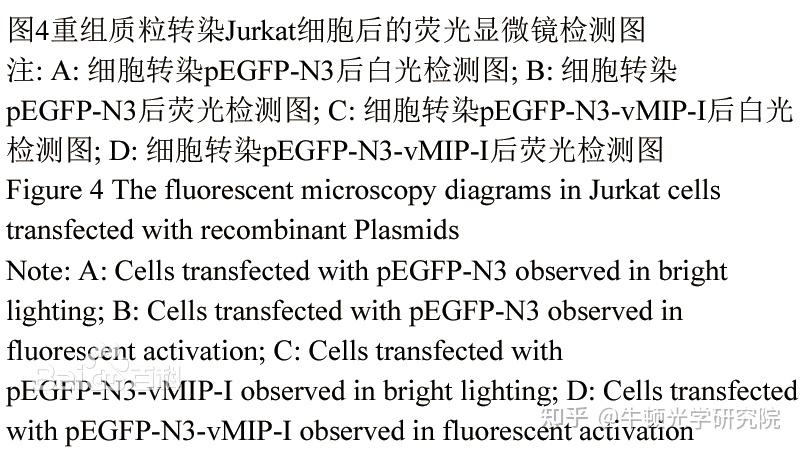 【细胞解读系列】揭开Jurkat细胞的神秘面纱 - 知乎