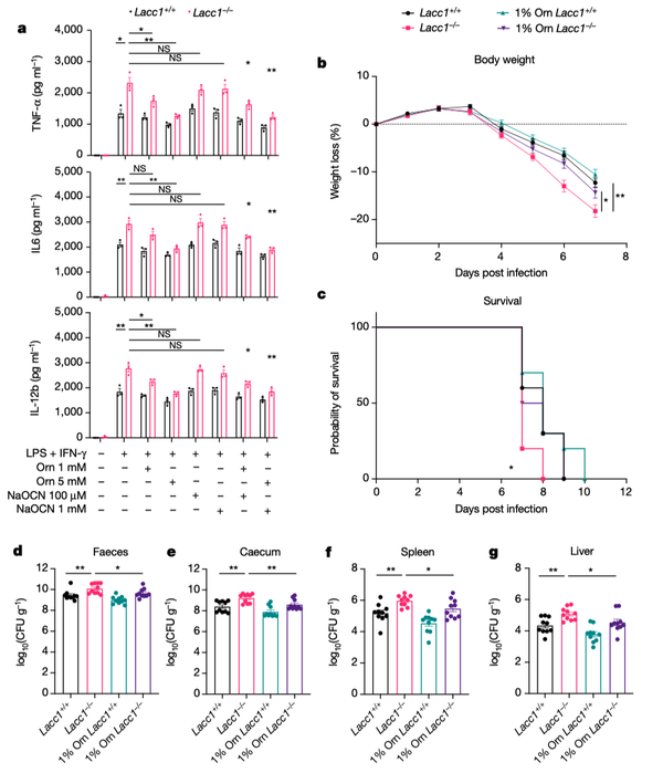 Nature丨LACC1在巨噬细胞免疫代谢的重要作用 - 知乎