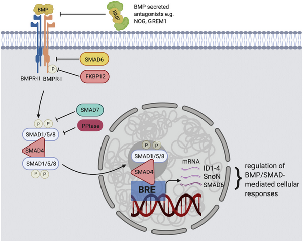 BMP蛋白通路检测与Noggin蛋白活性检测 - 知乎