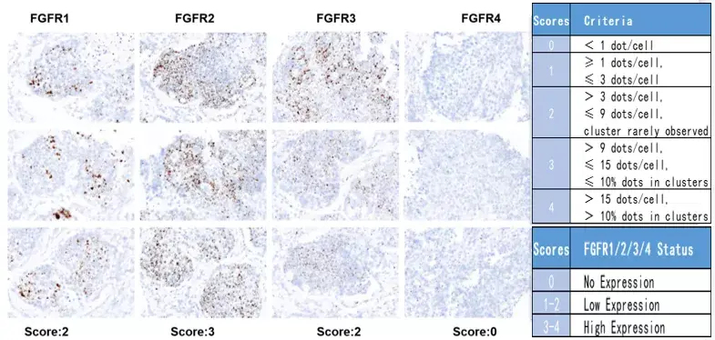 【杰论系列】伴随诊断及生物标志物篇：FGFR - 知乎