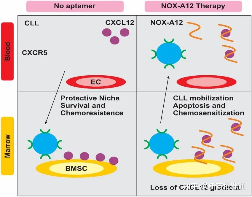 【FDA认定】核酸“抗体”曙光已现，NOX-A12斩获治疗难治性脑肿瘤的快速通道认定 - 知乎