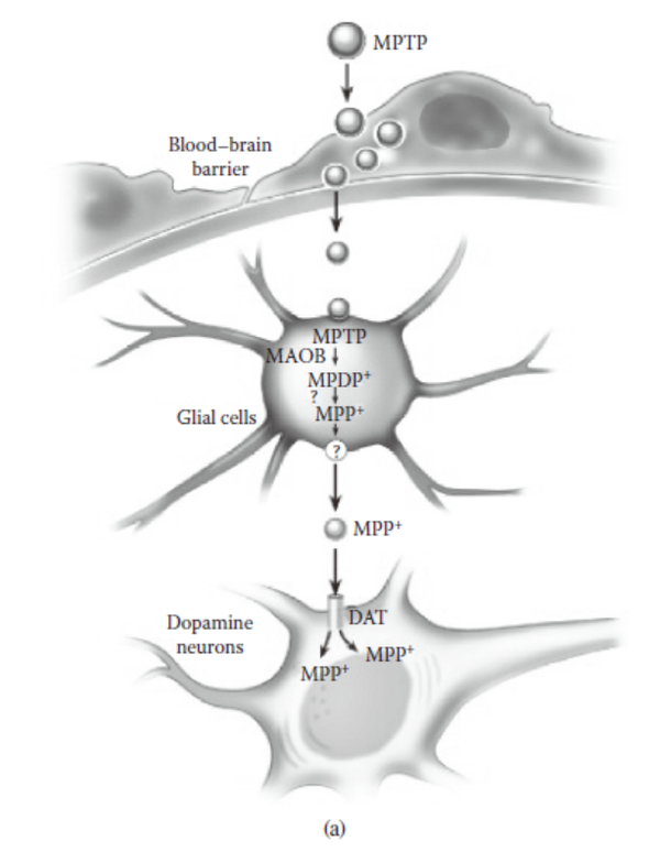 毒物科普：MPTP及其他 - 知乎