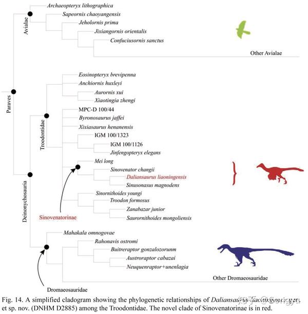 兽脚类漫谈18：伤齿龙科（Troodontidae） - 知乎