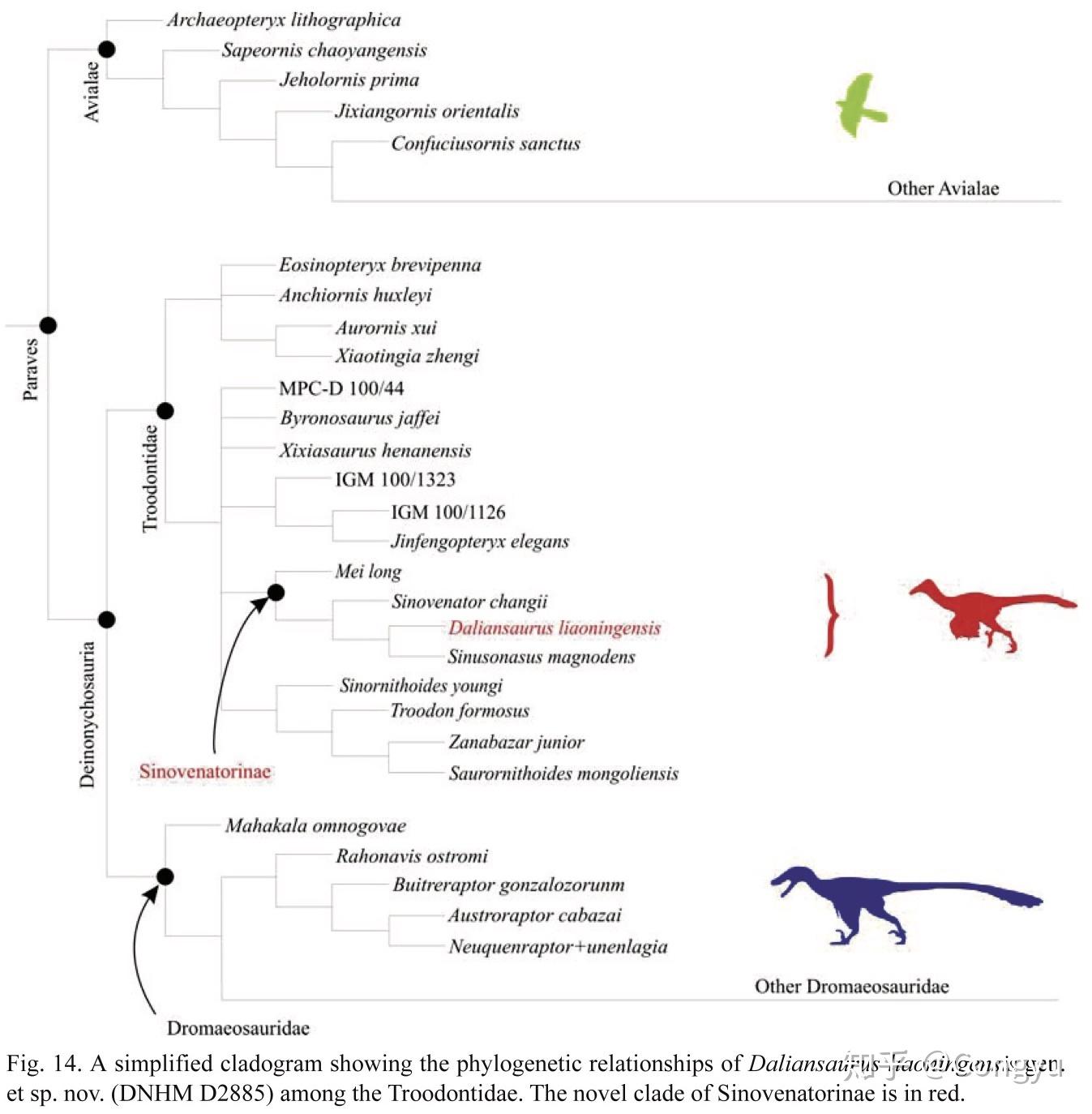 兽脚类漫谈18：伤齿龙科（Troodontidae） - 知乎