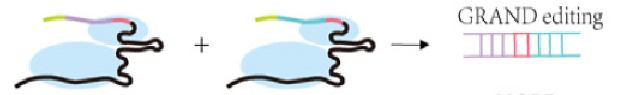 【基因编辑/实验技术】新技术：Prime editing（PE）的发展和优化策略 - 知乎
