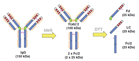 文献阅读002|IdeS工具酶在抗体及Fc融合蛋白等分析表征中的应用 - 知乎