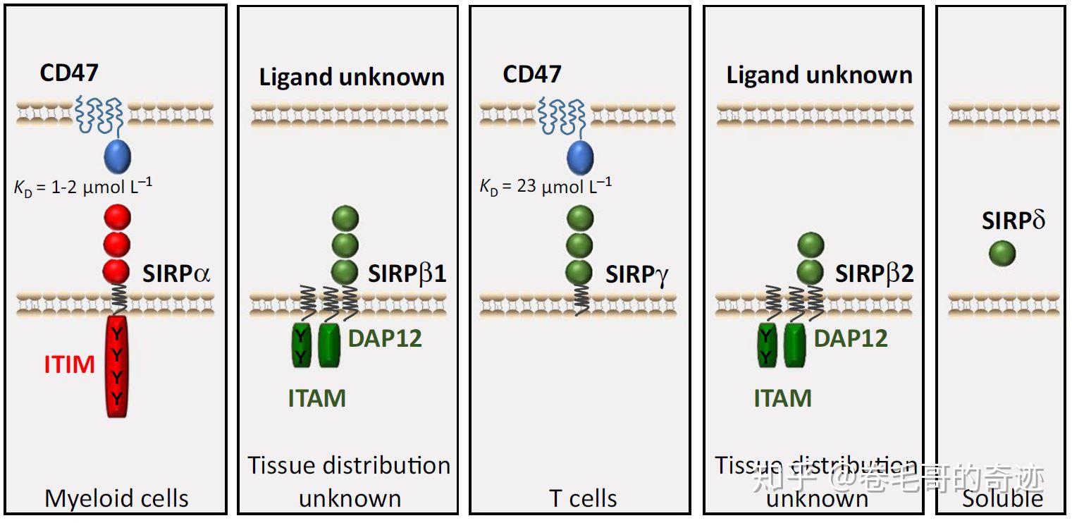 巨噬细胞的免疫检查点：CD47-SIRPα - 知乎