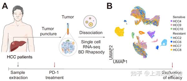 肝癌顶刊 Journal of Hepatology（IF 25.7）发现中性粒细胞与肝细胞癌（HCC）的免疫治疗耐药相关 - 知乎