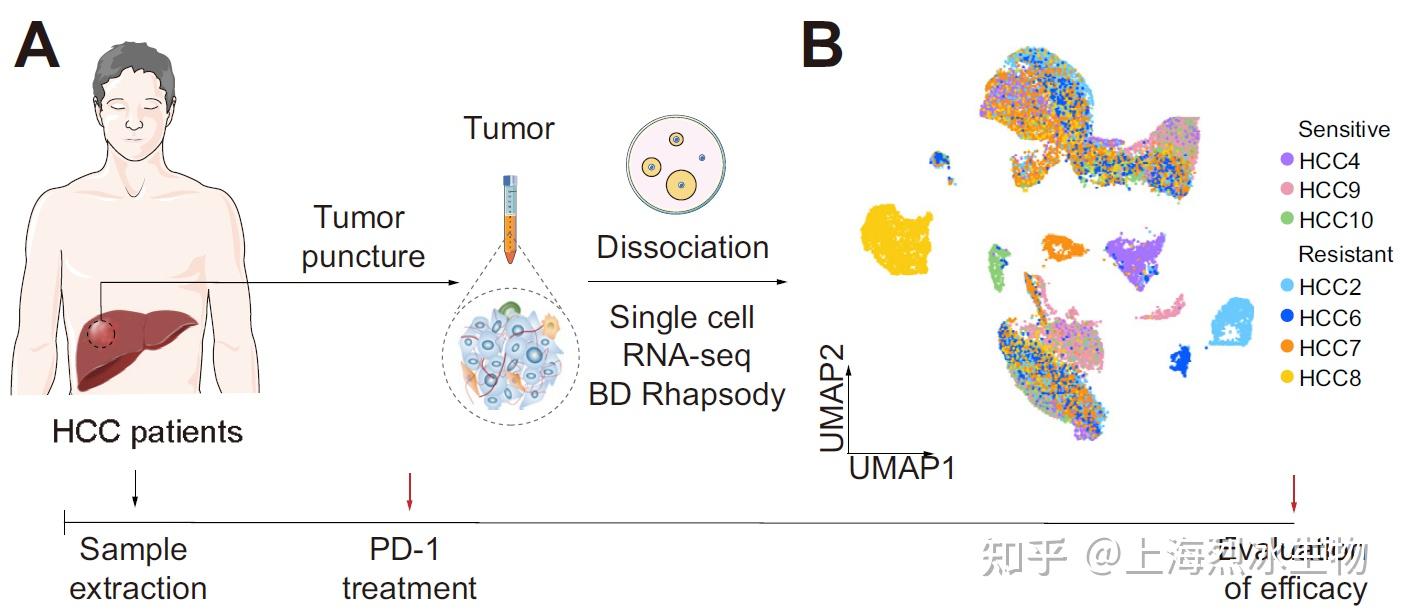 肝癌顶刊 Journal of Hepatology（IF 25.7）发现中性粒细胞与肝细胞癌（HCC）的免疫治疗耐药相关 - 知乎