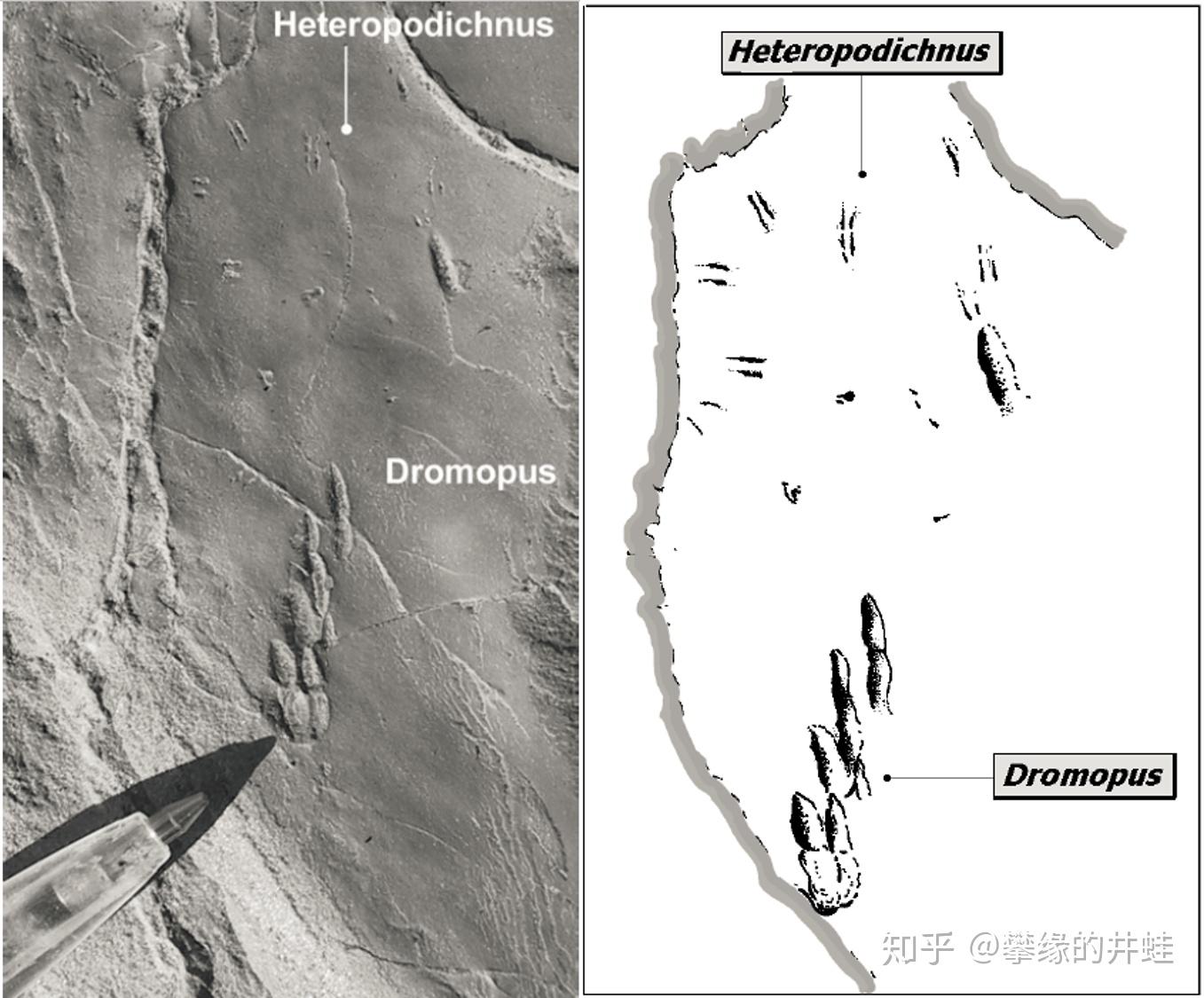 【地球演义】六足传奇10：钻天入地 - 知乎