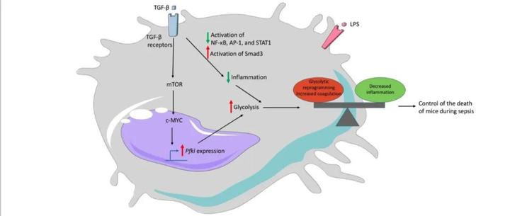 Science Advances丨tgf β 解偶联巨噬细胞中的糖酵解和炎症并控制脓毒症期间的存活 知乎