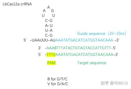 cas12a的crRNA该怎么去设计与寻找？ - 知乎