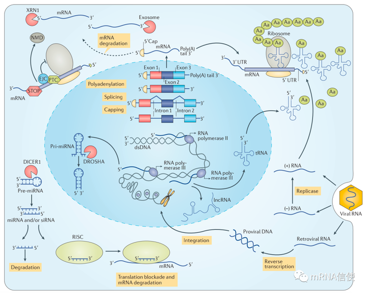 分子生物学整理|蛋白质笔记（五）三种RNA - 知乎