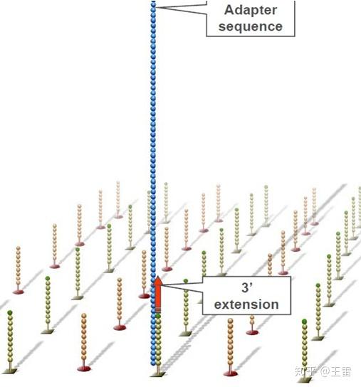 Rna Seq数据分析基本流程（1） 知乎