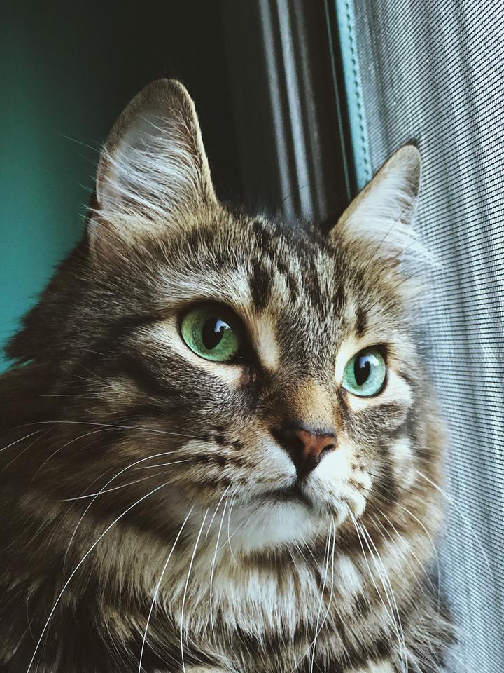 猫咪不爱喝水上火了？带你读懂猫咪眼中的水 知乎