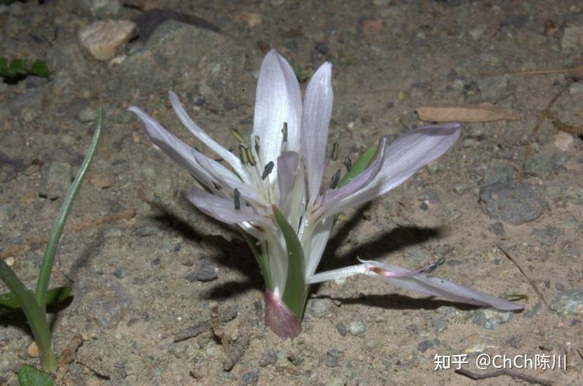多肉植物全图鉴17：秋水仙科（Colchicaceae），秋水仙属（Colchicum） 原始种A-H - 知乎