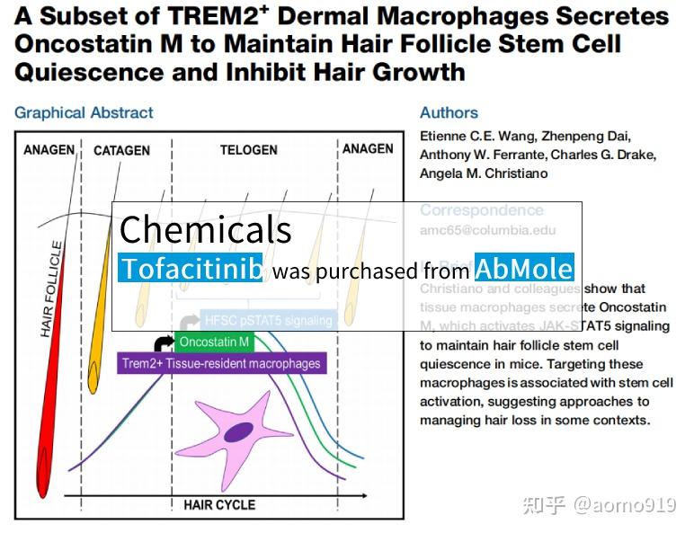 AbMole科研-一组TREM2真皮巨噬细胞分泌OSM以维持毛囊干细胞静止 - 知乎