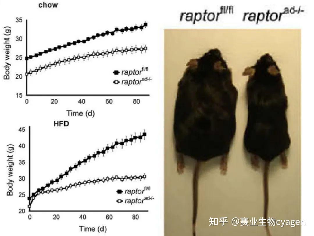 研究发育和衰老的关键信号通路mTOR——Rptor基因敲除小鼠 - 知乎