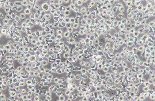 THP-1细胞培养攻略 - 知乎