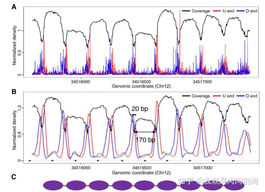 cfDNA组织溯源——OCF（定向感知cfDNA片段化）分析 - 知乎