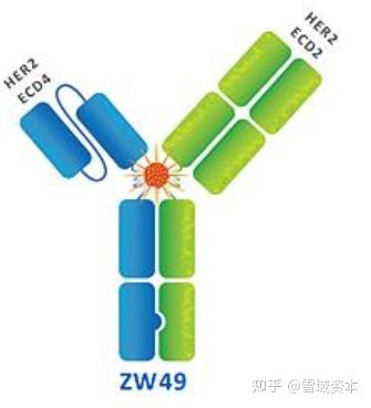 双抗体ADC：抗体偶联新发展 - 知乎