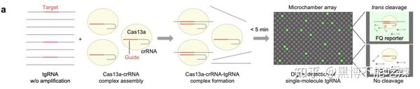 CRISPR-Dx技术mini-review - 知乎