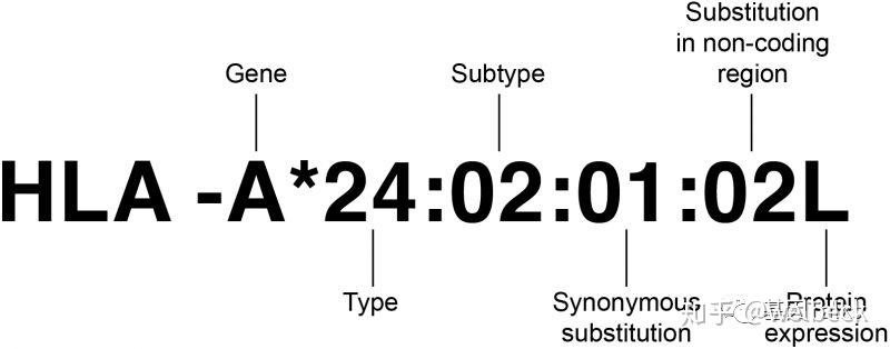 免疫检查点抑制剂生物标志物之HLA - 知乎