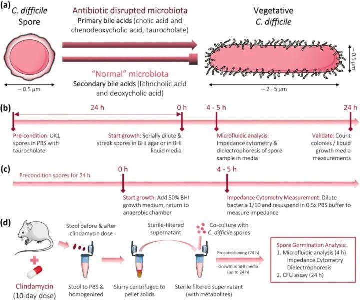 Ampha Z32的应用：定量细菌孢子萌发以评估宿主菌群对艰难梭菌感染的敏感性 - 知乎