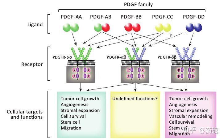 “血小板系列”~“血小板衍生生长因子受体抑制剂研究进展” - 知乎