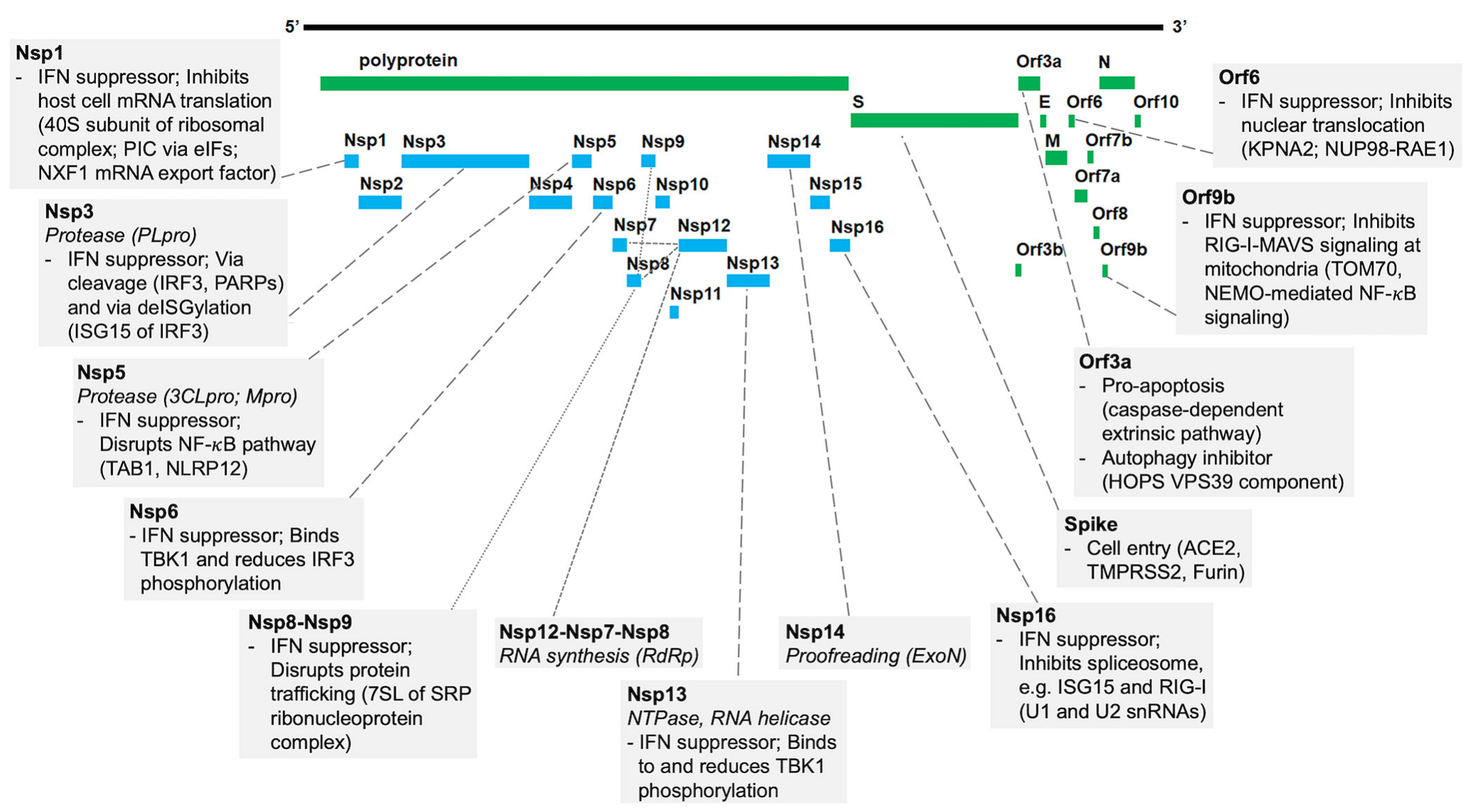 新冠药理：Paxlovid和瑞德西韦的原理，RdRp和MPro抑制剂与病毒的结合（docking）数据，还有哪些常用药可抑制病毒 - 知乎