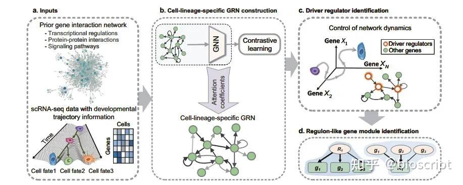 CEFCON：更加精准的发现细胞状态/类型改变的动态驱动调节因子 - 知乎