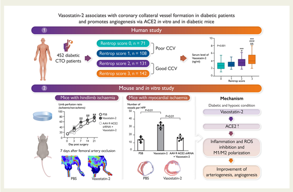 2023年关于血管功能的最新10种研究思路（上） - 知乎