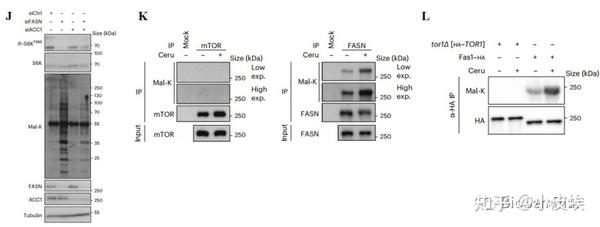 Nature Cell Biology | 新知识：代谢产物Mal-CoA直接结合并调控mTORC1活性 - 知乎