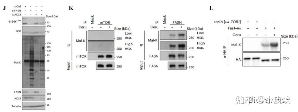 Nature Cell Biology | 新知识：代谢产物Mal-CoA直接结合并调控mTORC1活性 - 知乎