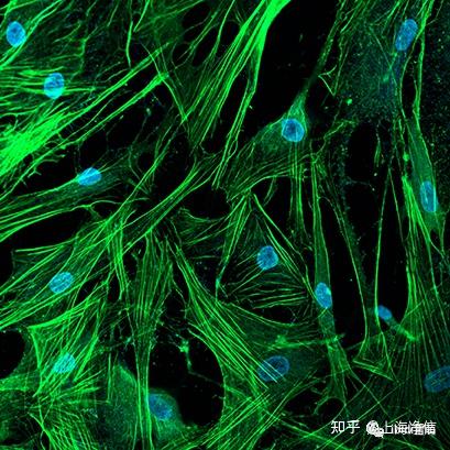 ibidi可移除腔室载玻片|细胞培养、固定、染色、成像，一片即可！ - 知乎