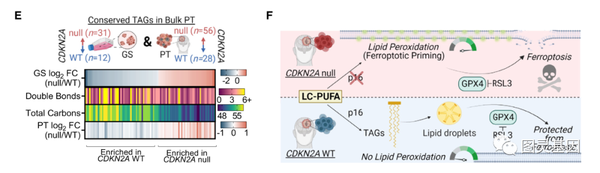 Can Cell | CDKN2A基因缺失重塑脂质代谢，诱发胶质母细胞瘤铁死亡 - 知乎