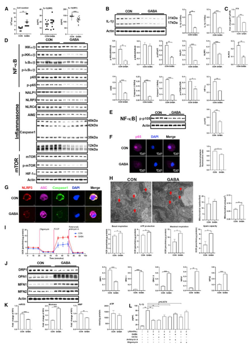 Cell Rep | 任文凯/印遇龙院士团队琥珀酰化修饰组学揭示GABA调控巨噬细胞命运机制 - 知乎