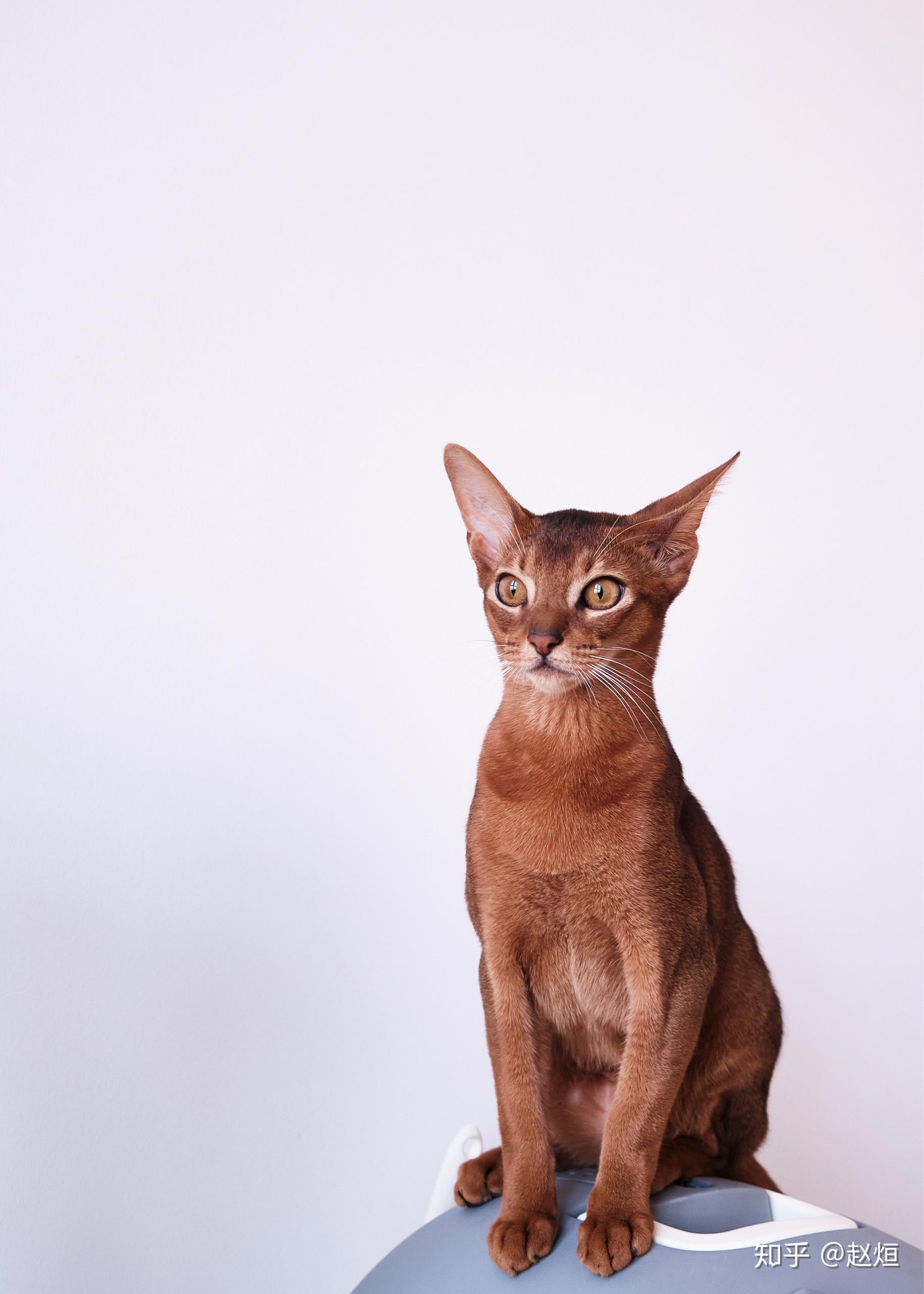 养阿比西尼亚猫（abyssinian）是种什么样的体验？这个品种有什么特点？ - 知乎