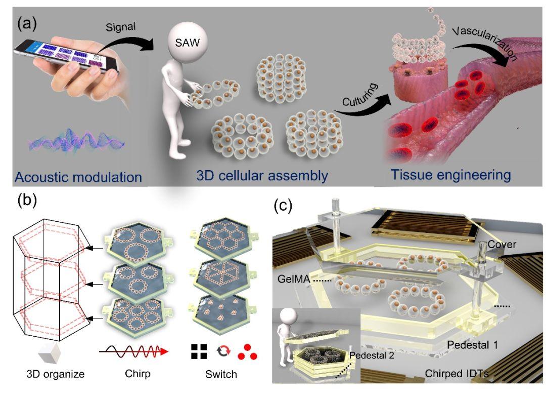 《Biofabrication》：3D打印器件辅助的声学细胞三维组装 - 知乎