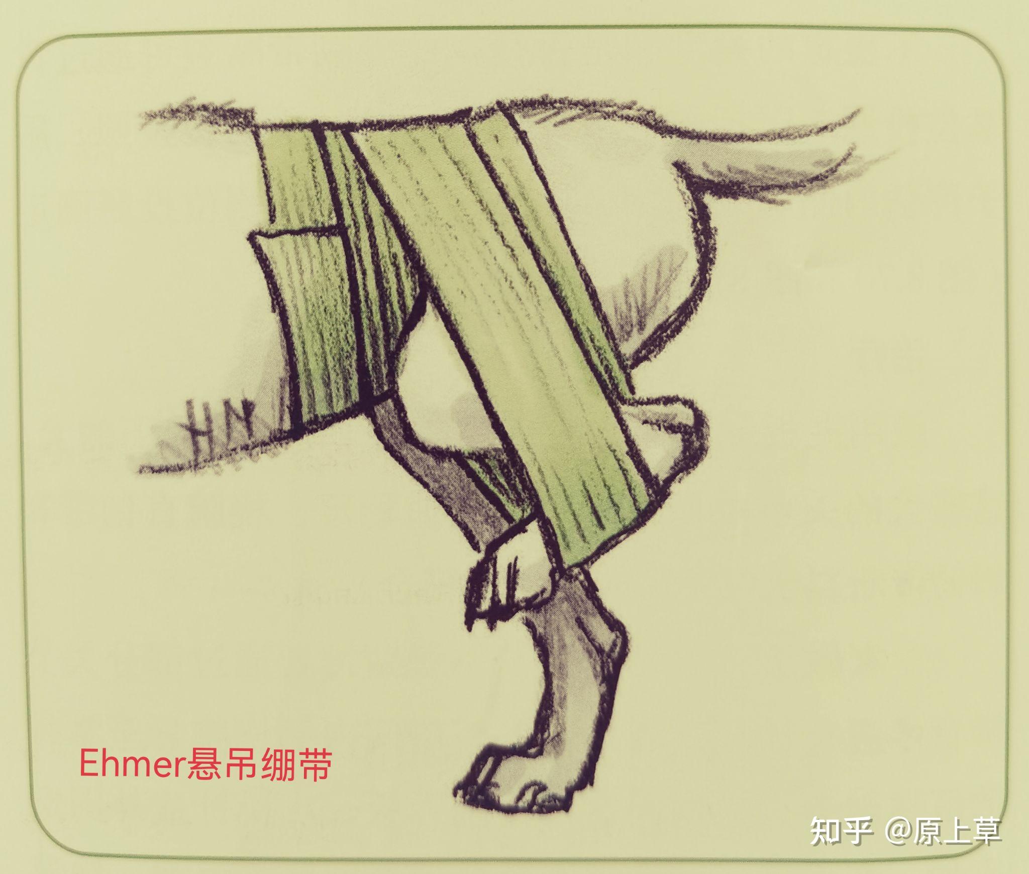 犬髋关节脱位 - 知乎