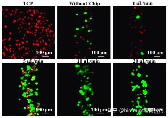 Calcein AM（染色原理、使用方法、光谱） - 知乎