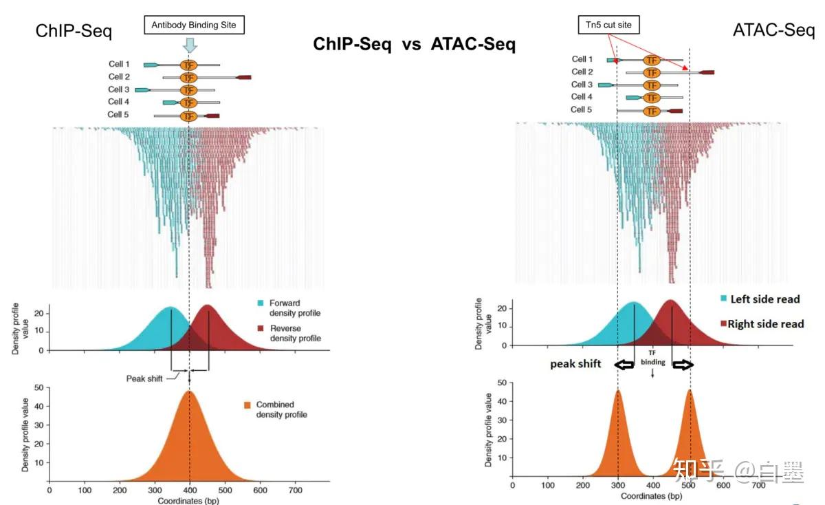 一文读懂染色质可及性及ATAC-seq - 知乎