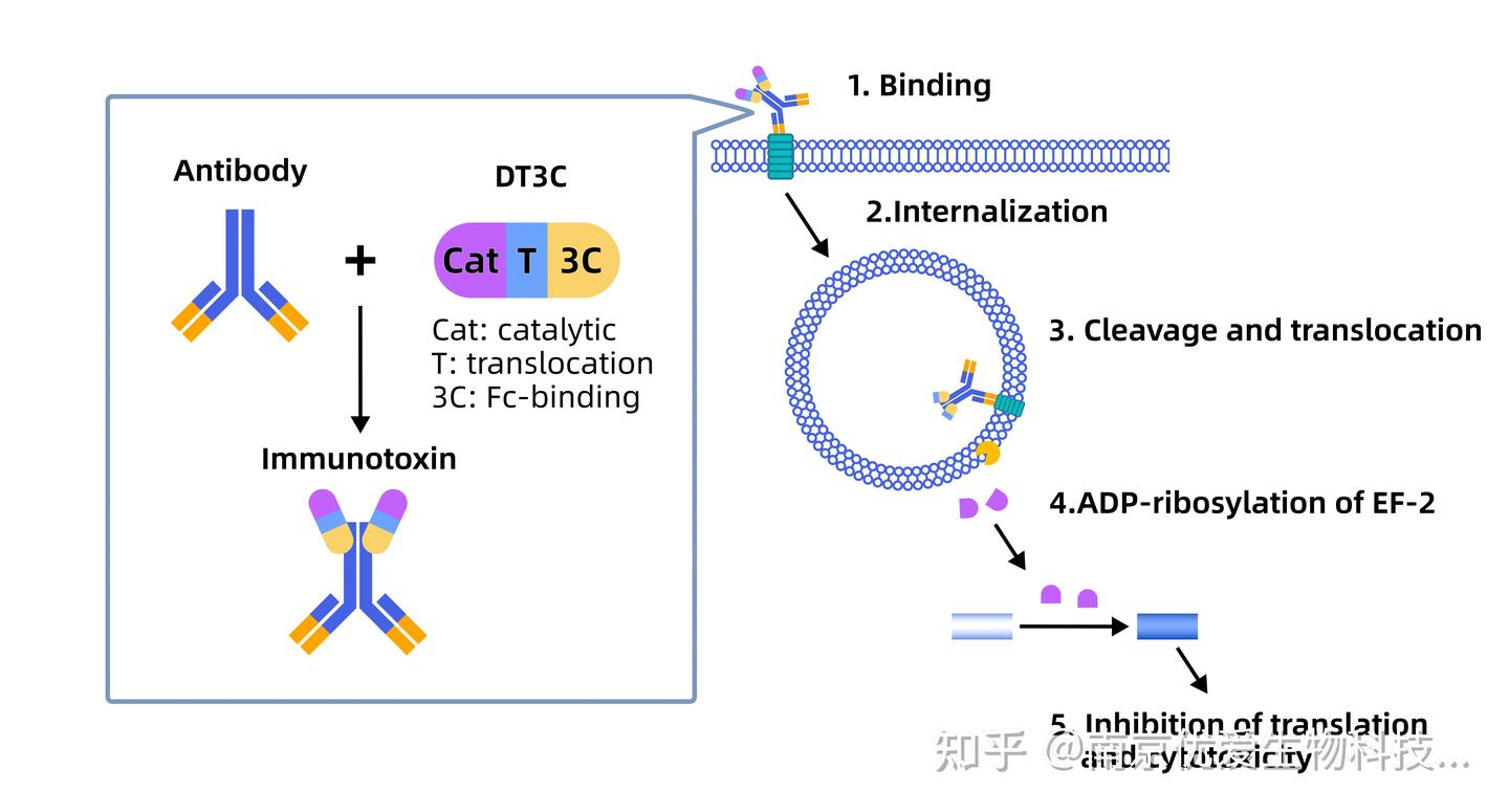 DT3C：高效检测抗体内化效率 - 知乎