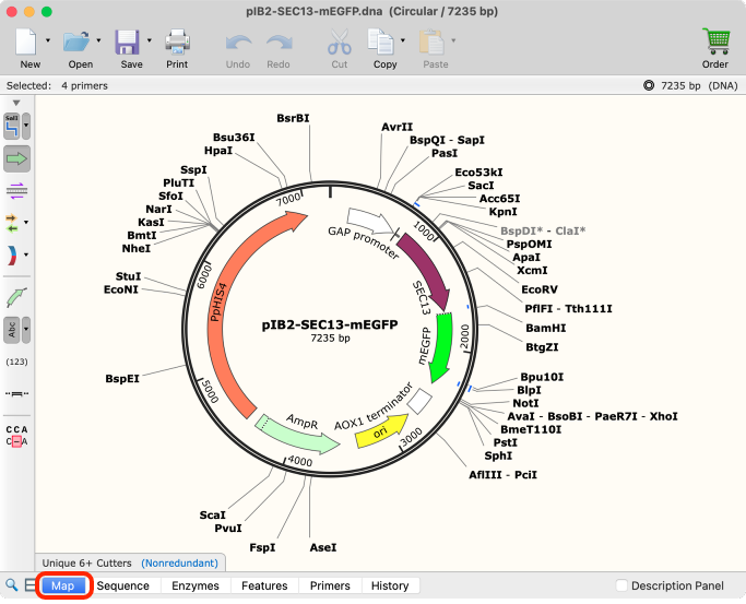 SnapGene如何将DNA、RNA、蛋白质图谱文件导出为图片 - 知乎