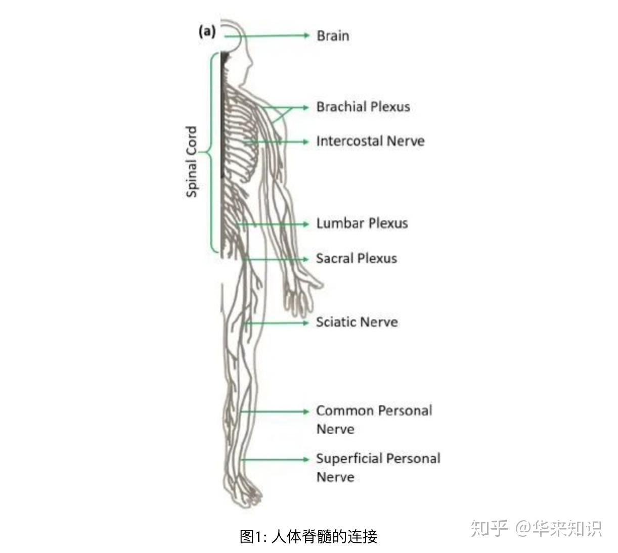 SpinalNet：使用逐步输入的深度神经网络 - 知乎