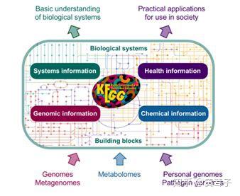 工具篇|运用KEGG数据库查询信号通路 - 知乎