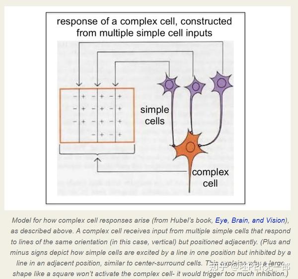 关于Hubel和Wiesel变革神经科学并使我投身神经科学研究的那些事 - 知乎