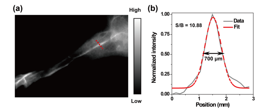 恒光讲堂｜近红外二区NIR-II生物成像的病毒样AIE荧光生色团纳米粒子的应用案例 - 知乎