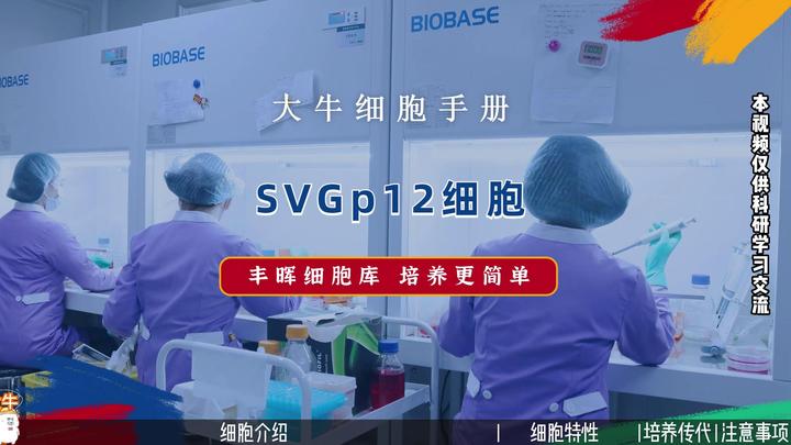 SVGp12细胞培养，人星形胶质细胞培养攻略 - 丰晖生物 - 知乎